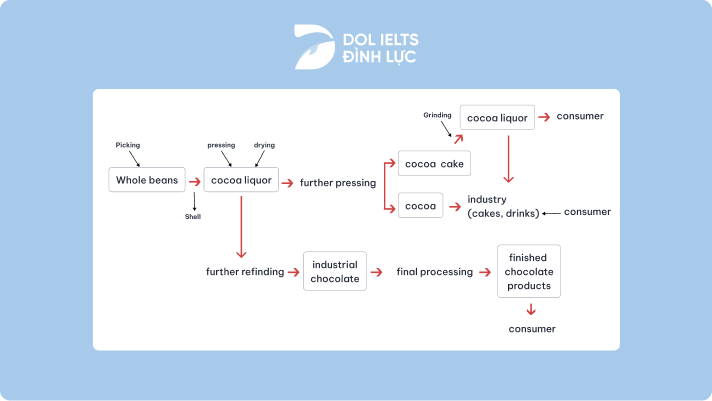 The stages in processing cocoa beans - IELTS WritingTask 1
