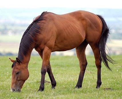 con ngựa Tiếng Anh là gì