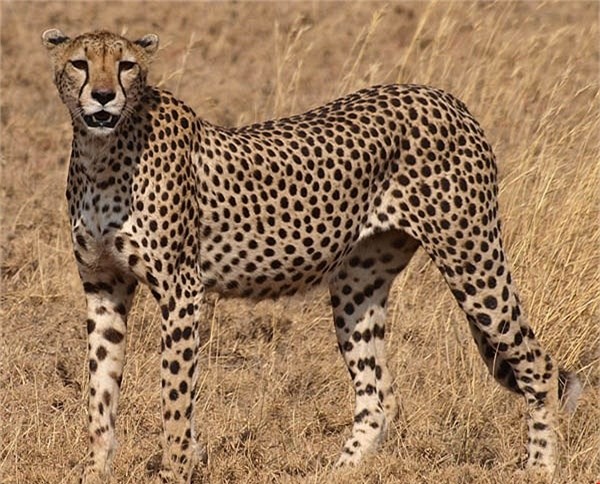 con beo Tiếng Anh là gì