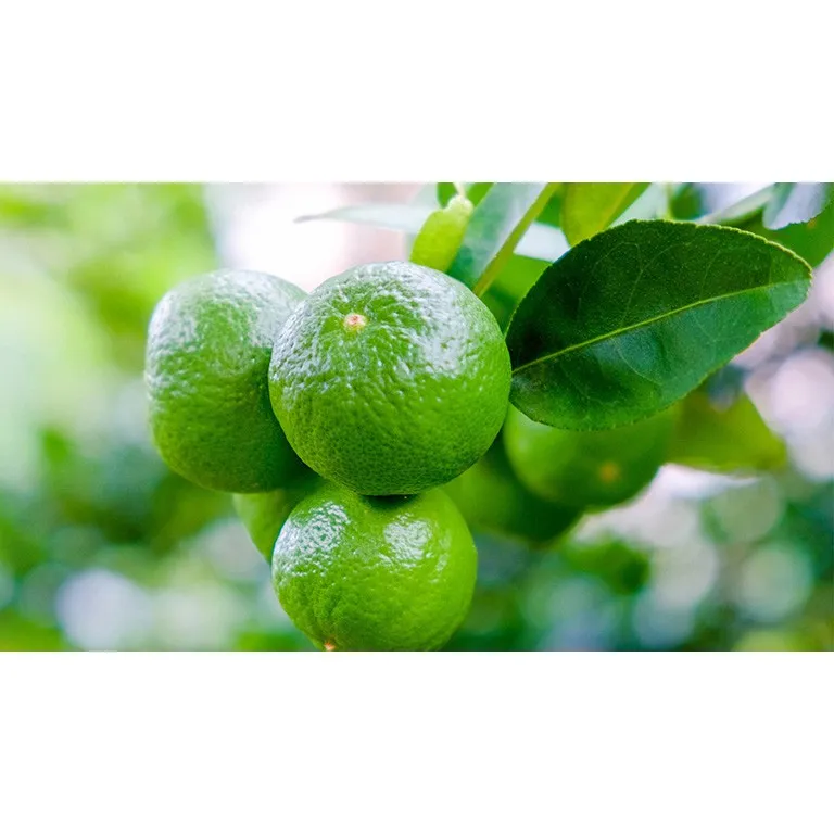 chanh cốm Tiếng Anh là gì