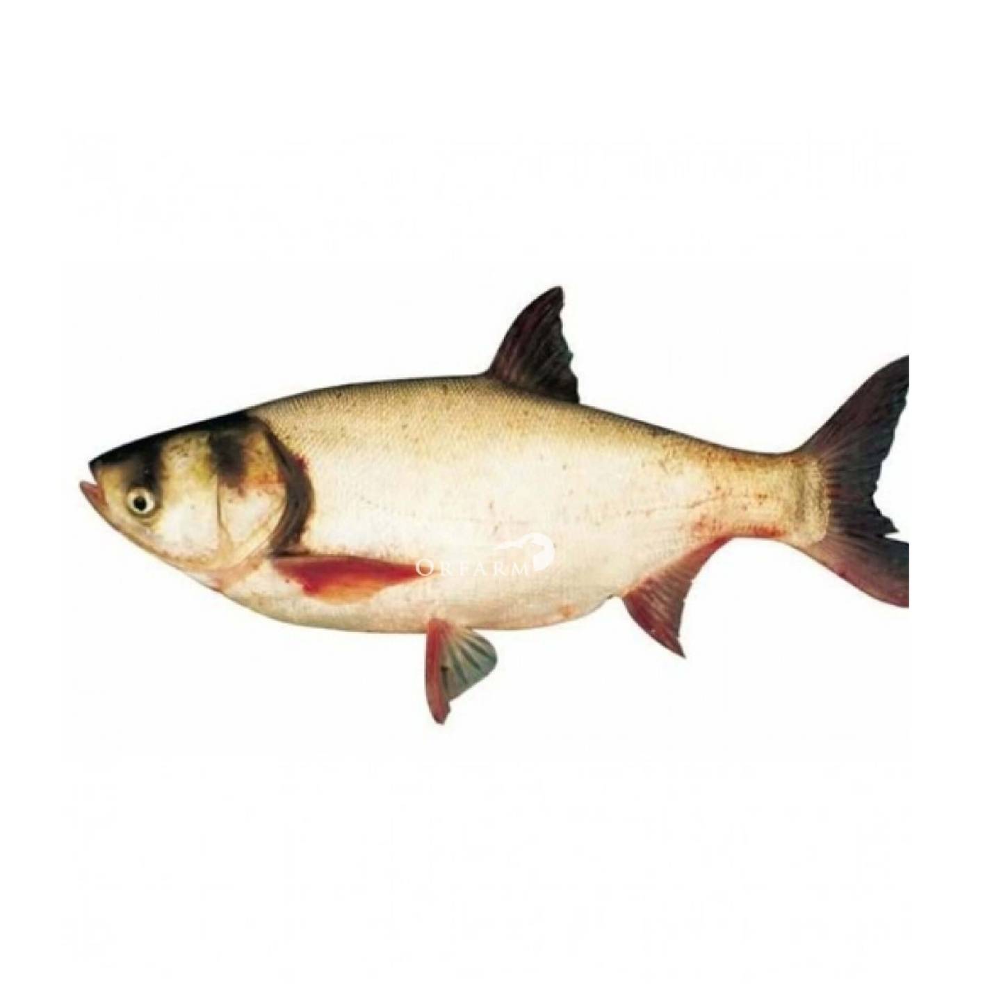 con cá Tiếng Anh là gì