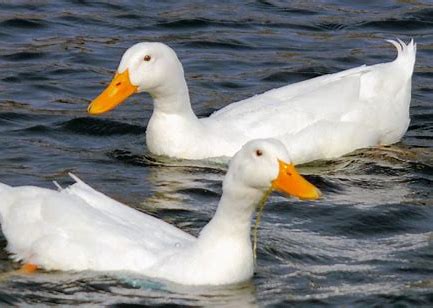 con vịt Tiếng Anh là gì