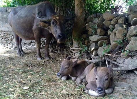 con nghé Tiếng Anh là gì