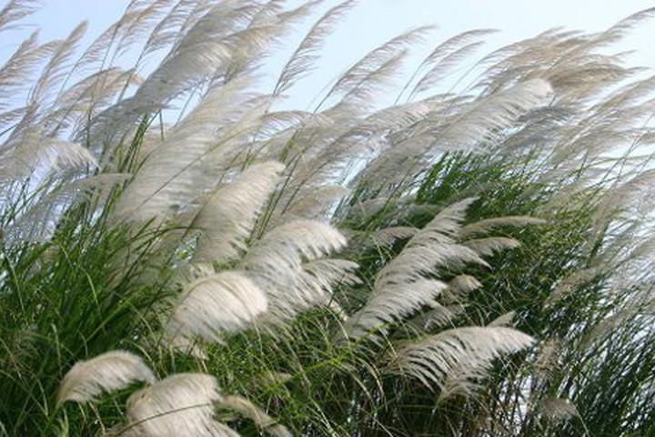 cây cỏ lau Tiếng Anh là gì