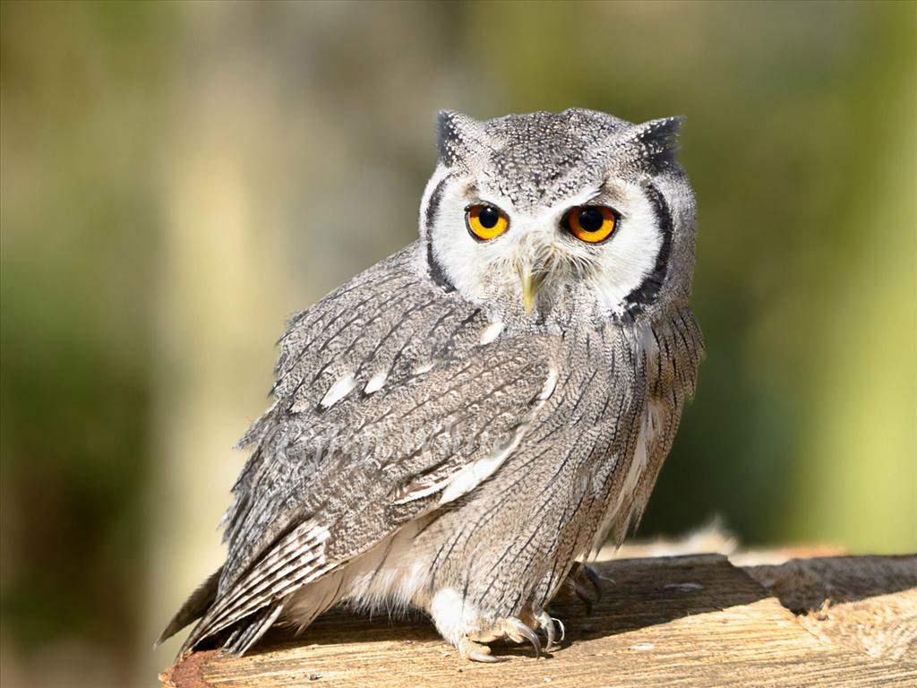 cú mèo Tiếng Anh là gì