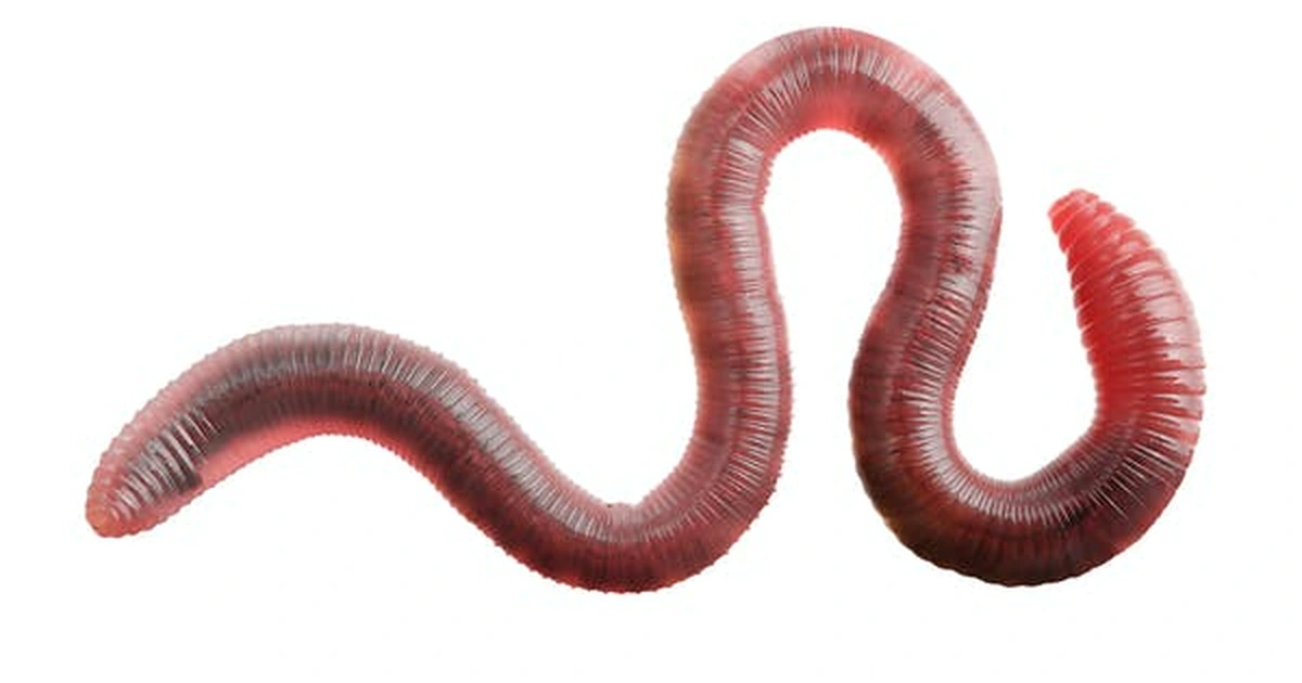 con giun đất Tiếng Anh là gì