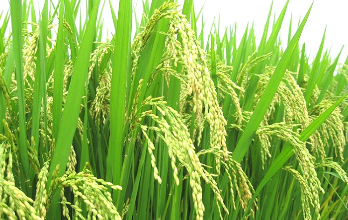 bông lúa Tiếng Anh là gì