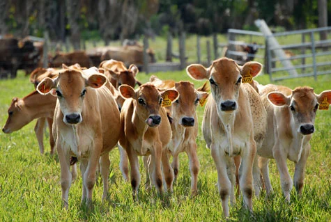 con bò con Tiếng Anh là gì