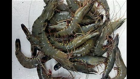 con tôm Tiếng Anh là gì