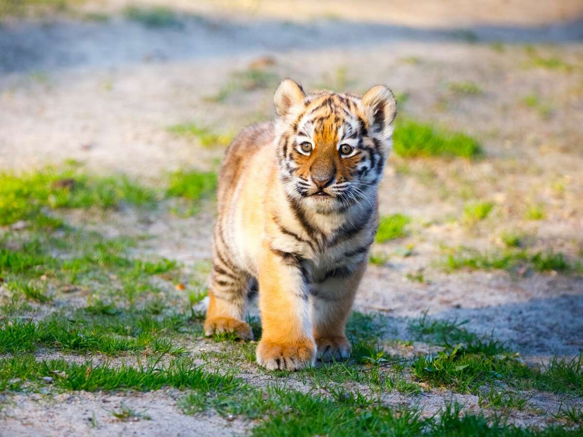 con cọp con Tiếng Anh là gì