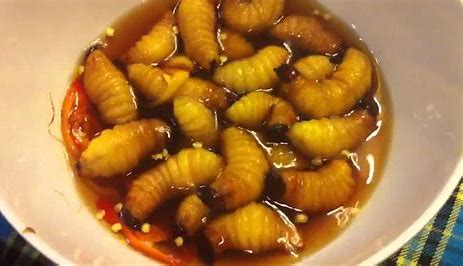 con đuông dừa Tiếng Anh là gì