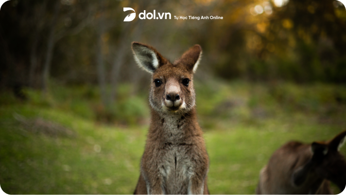 Describe an interesting animal - DOL Academy