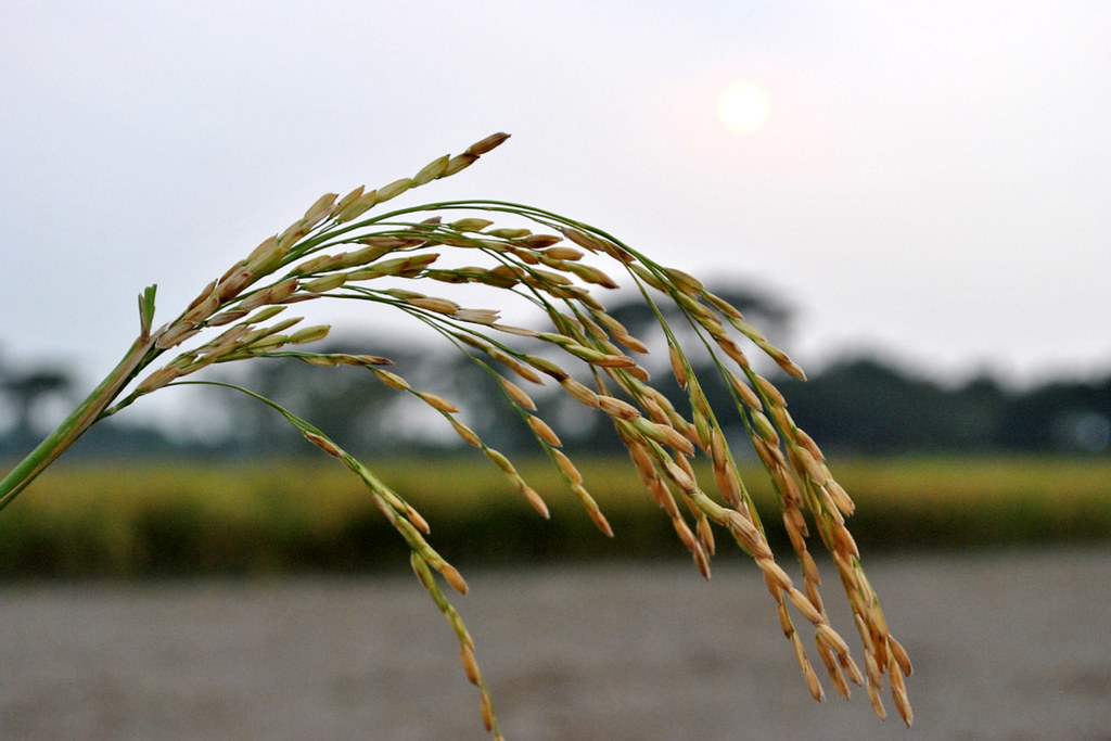 Gié Tiếng Anh là gì