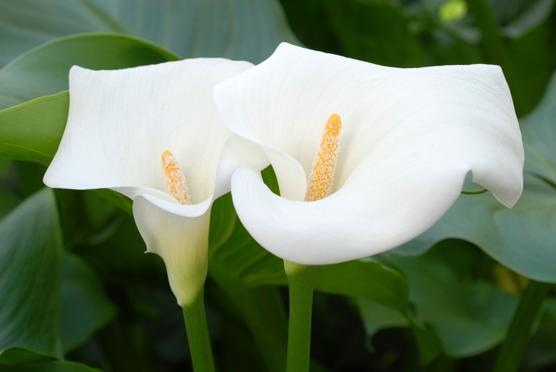 hoa rum Tiếng Anh là gì