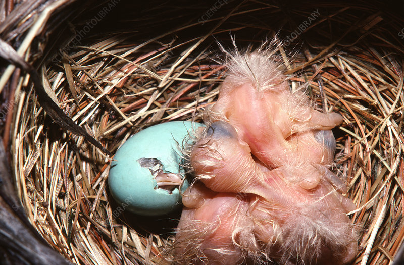 con chim non Tiếng Anh là gì