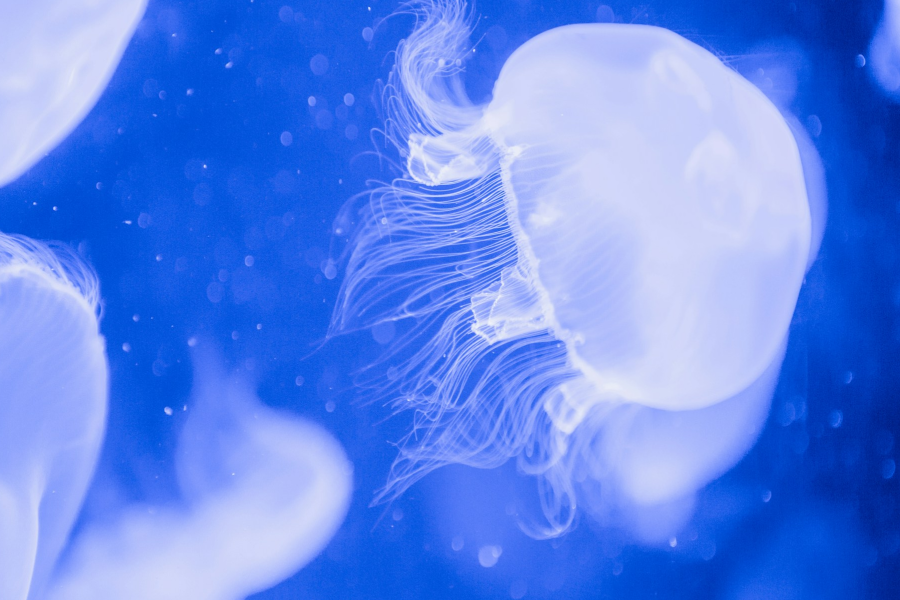 Jellyfish: a remarkable marine life form