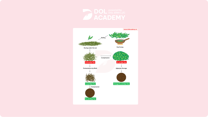 Đề dự đoán IELTS Writing Task 1 - (Process) - Topic Pu’erh tea ...