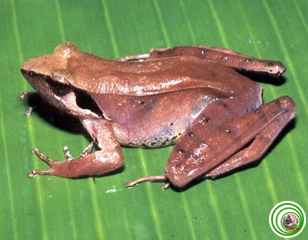 chàng hiu Tiếng Anh là gì