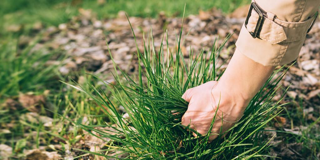 nhổ cỏ Tiếng Anh là gì