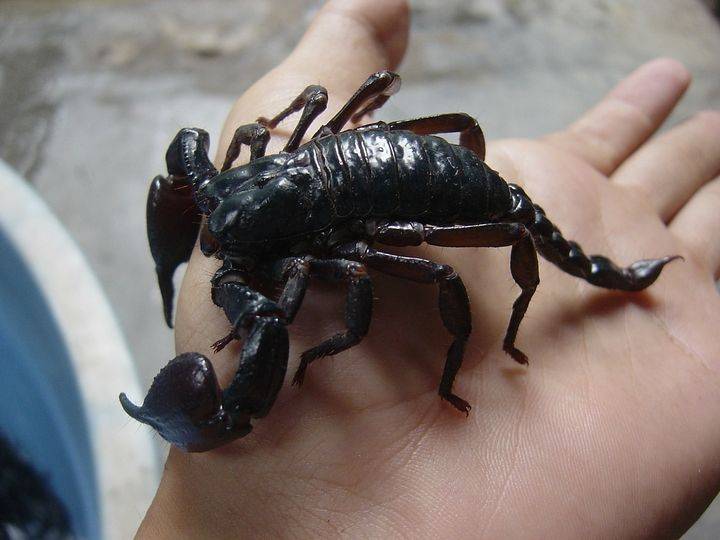 con bọ cạp Tiếng Anh là gì