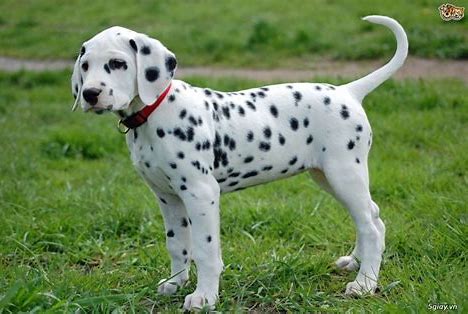 chó đốm Tiếng Anh là gì