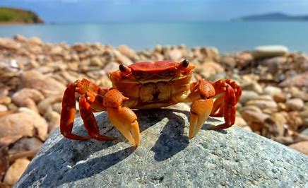 con cua Tiếng Anh là gì