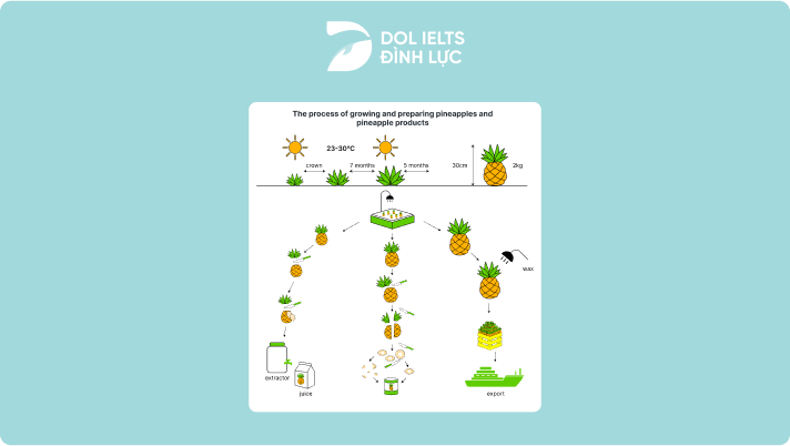 Process of growing and preparing pineapples and their products