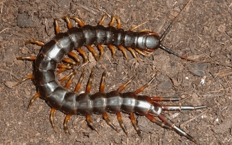 con rít Tiếng Anh là gì