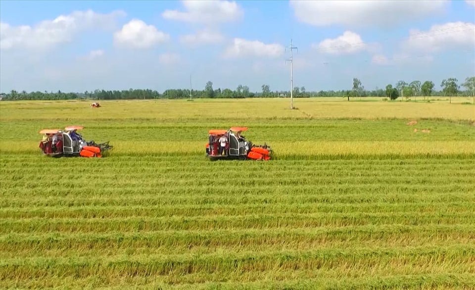 Đất trồng lúa Tiếng Anh là gì
