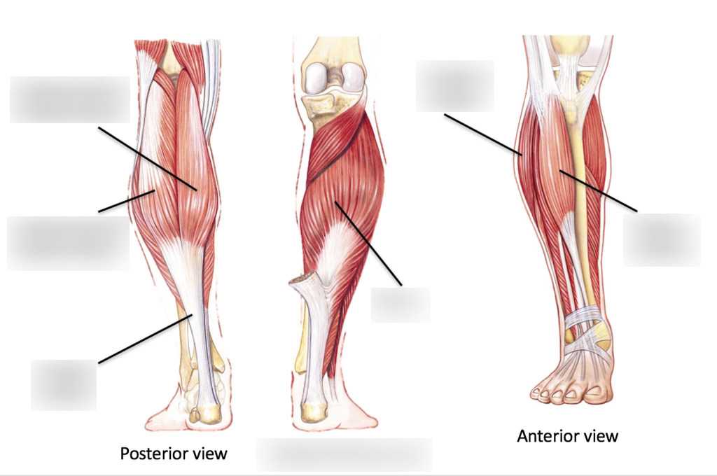 cẳng Tiếng Anh là gì