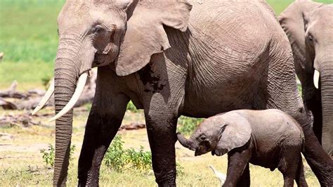 con voi Tiếng Anh là gì