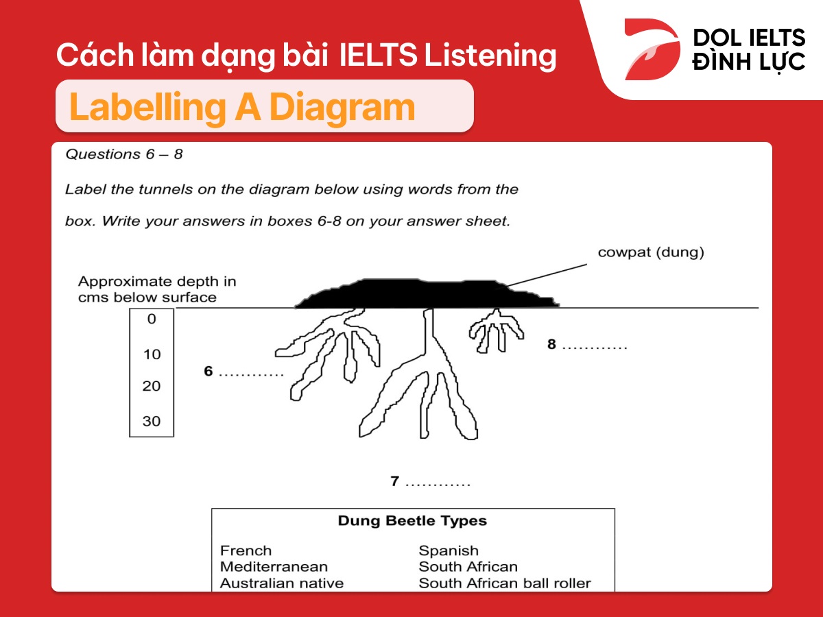 IELTS Listening Labelling A Diagram: Chiến lược làm bài ăn trọn điểm ...
