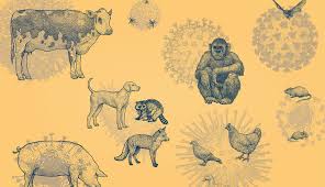 NGHE CHÉP CHÍNH TẢ - How do viruses jump from animals to humans? - Ben ...