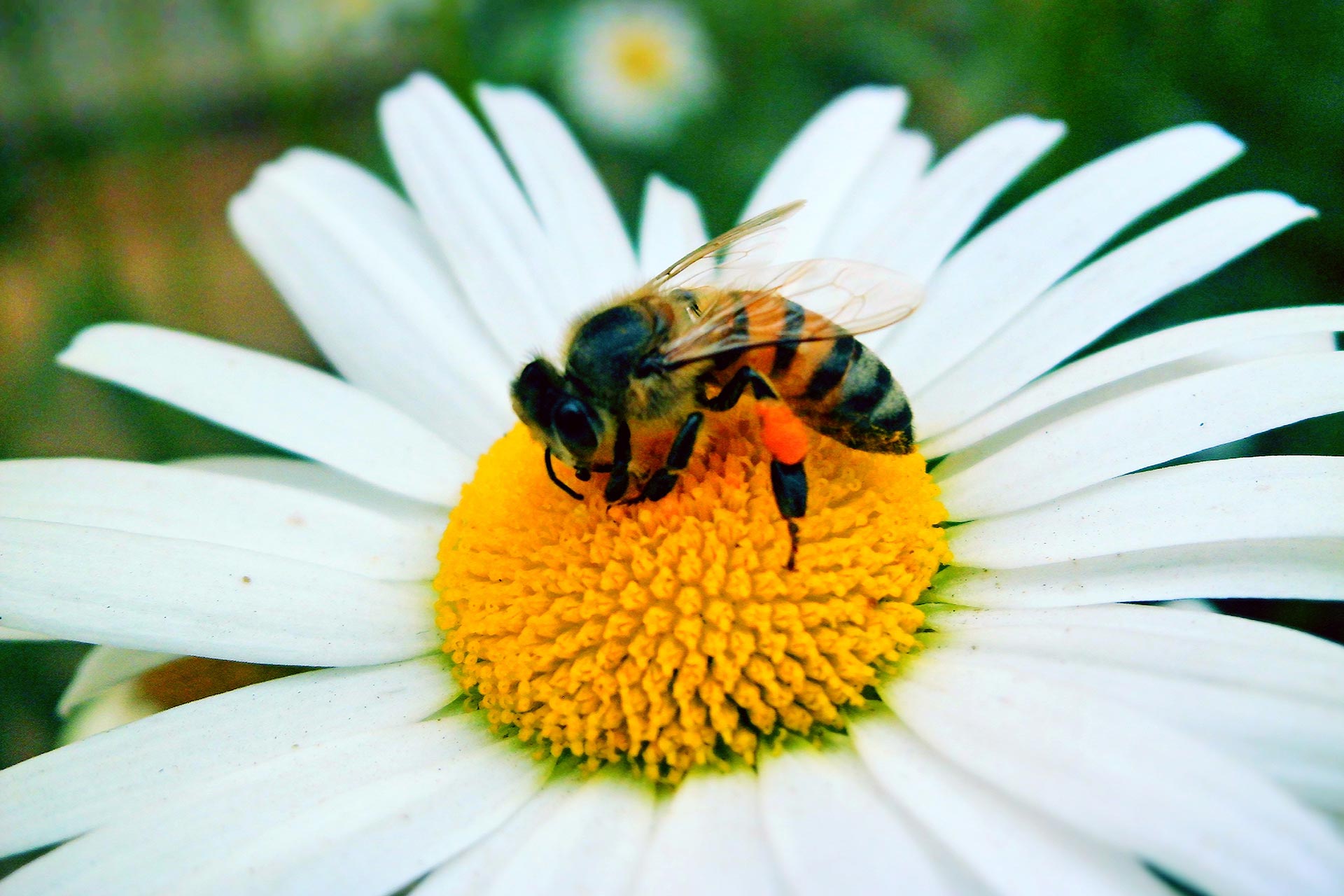NGHE CHÉP CHÍNH TẢ - The Amazing World of Bees! Interesting Facts about ...