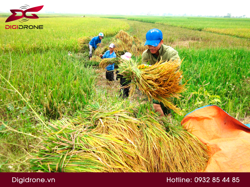 Vụ lúa Tiếng Anh là gì